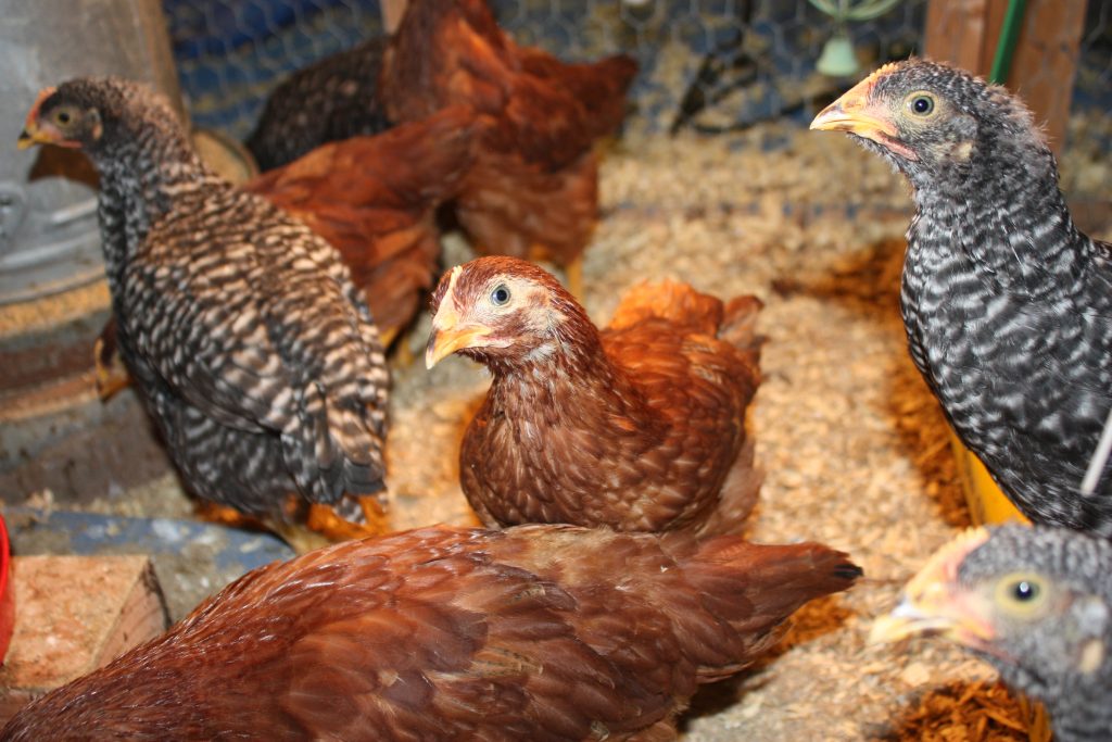 Peebler Pullets – Mothering your cluckers since 2019!