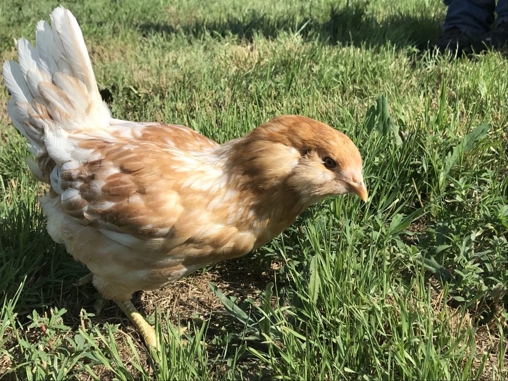 Pullet Breeds – Peebler Pullets