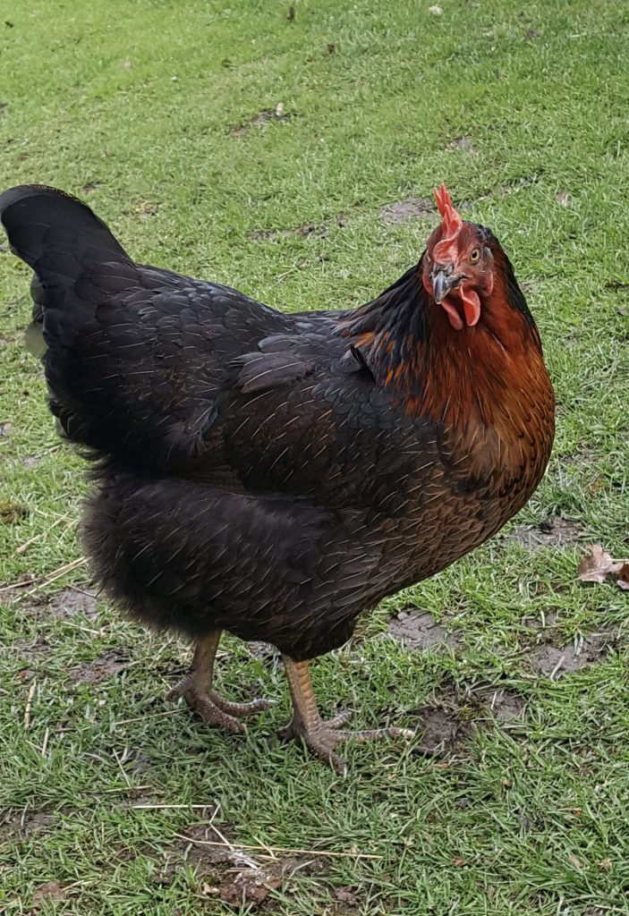 Pullet Breeds – Peebler Pullets