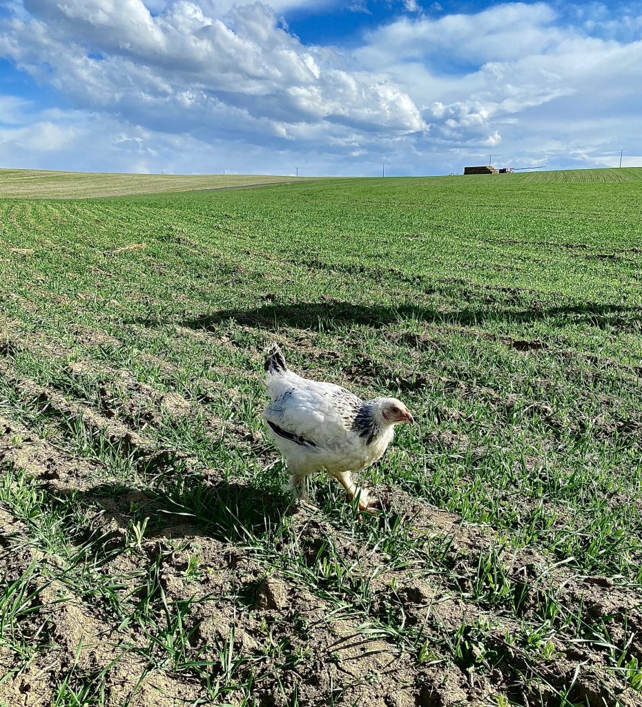 Pullet Breeds – Peebler Pullets