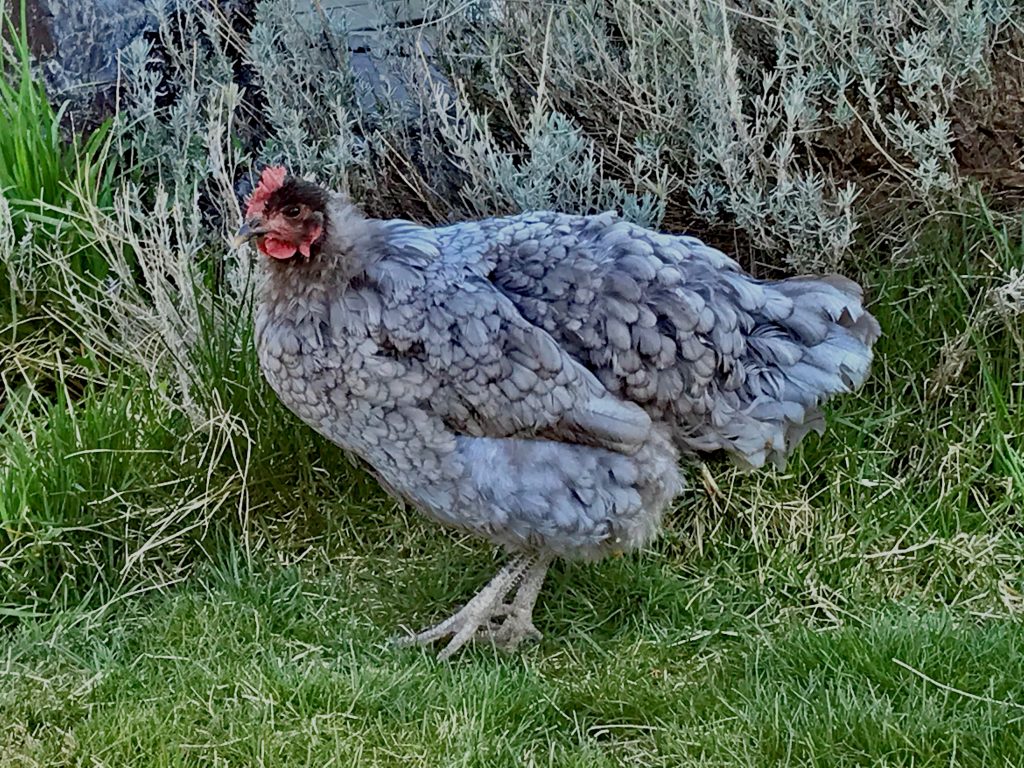 Pullet Breeds - Peebler Pullets