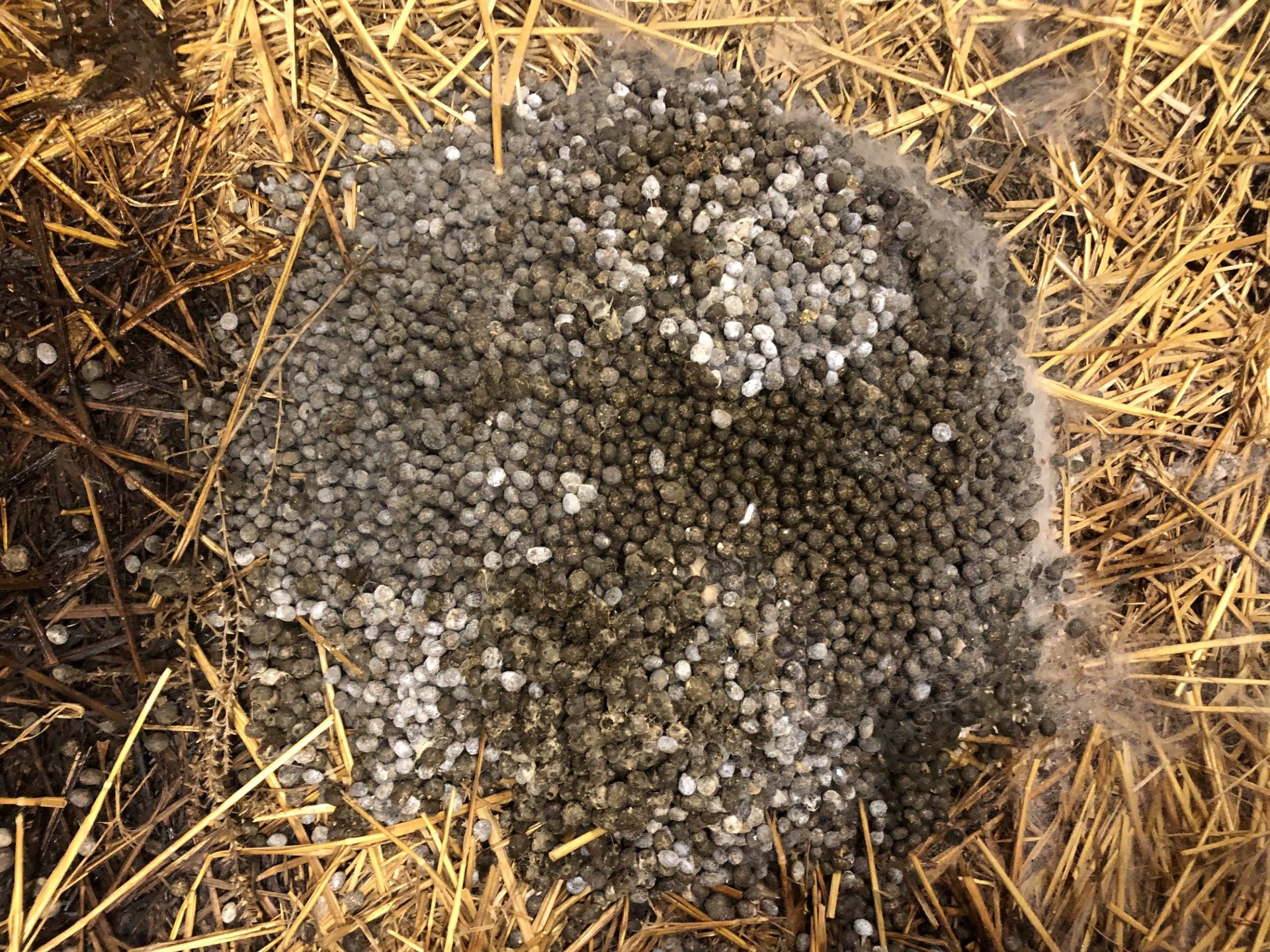 Other Products – Peebler Pullets